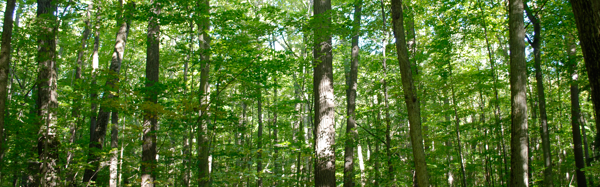 9 Carolinian Tree Species Found In Ontario – XPMKIH
